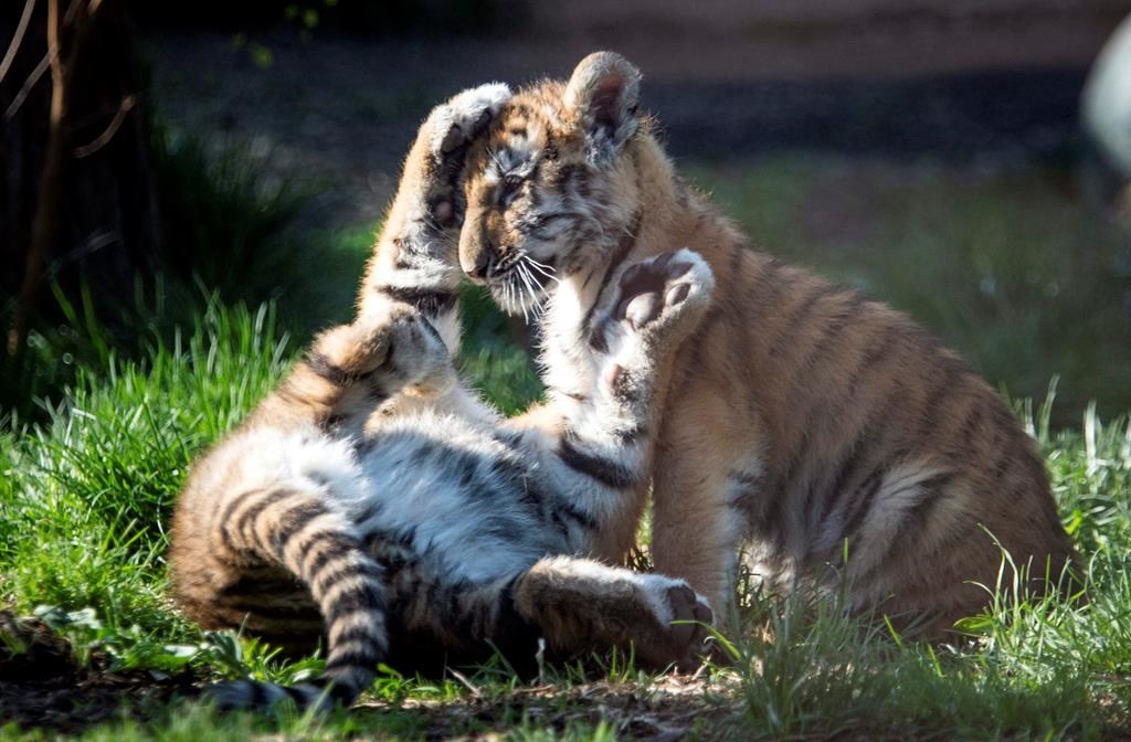 Endangered tiger cubs make first public appearances at zoo | CityNews ...