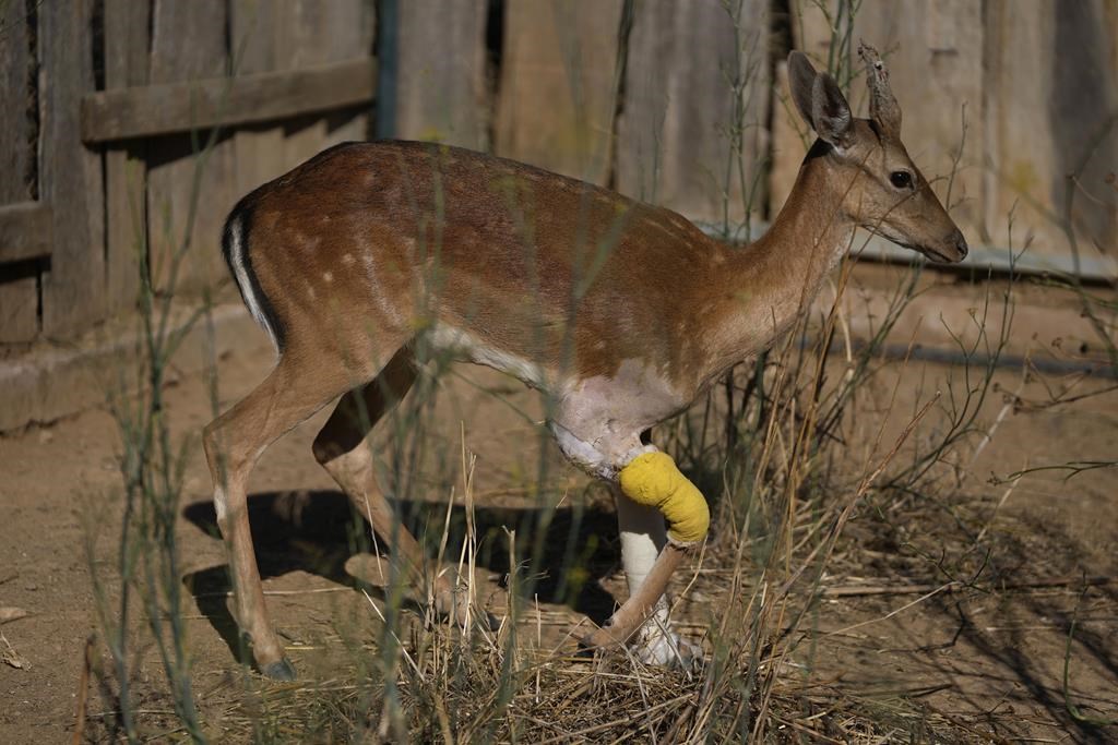 A Greek zoo serves up frozen meals to animals to help them beat the heat