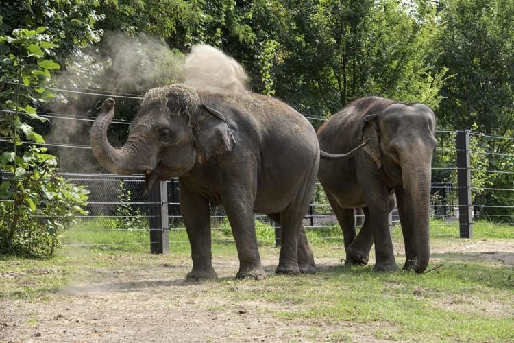 Elephant dies at St. Louis Zoo shortly after her herd became agitated ...