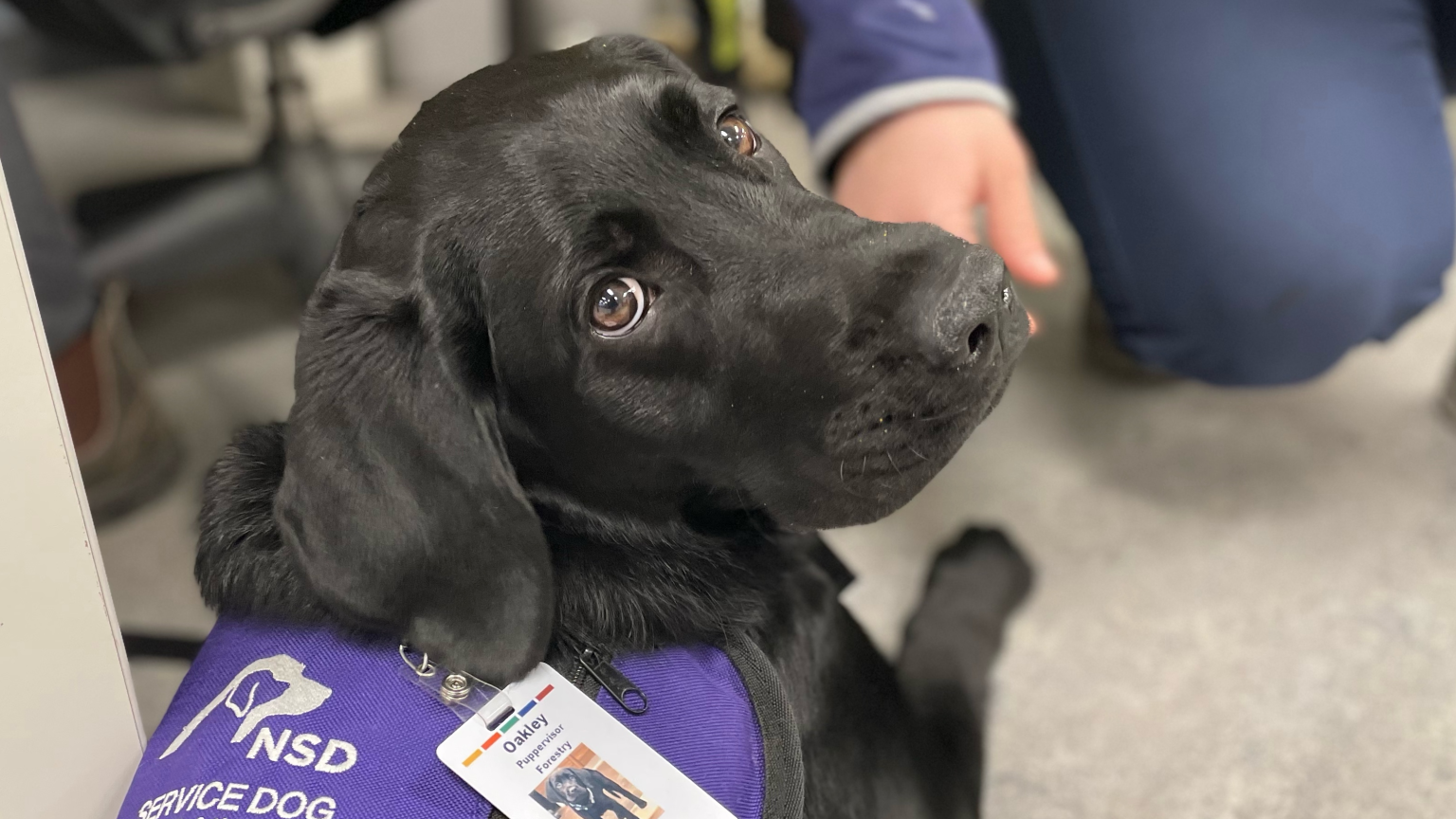 Future national service dog getting training at City of Waterloo