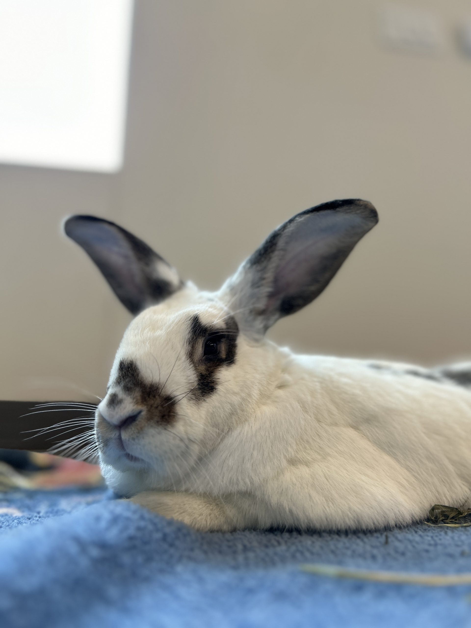 Guelph Humane Society reducing adoption fees for rabbits, trying to ...