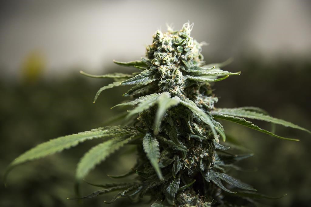Federal cannabis review calls for look at tax structure among 54 ...