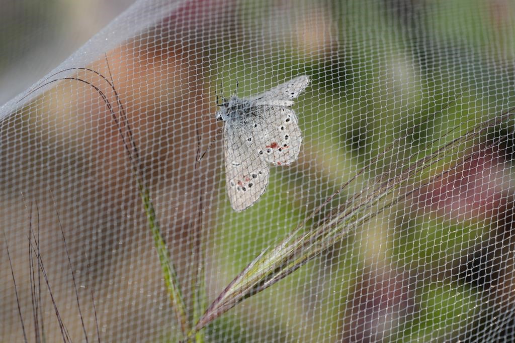Decades after a US butterfly species vanished, a close relative is ...