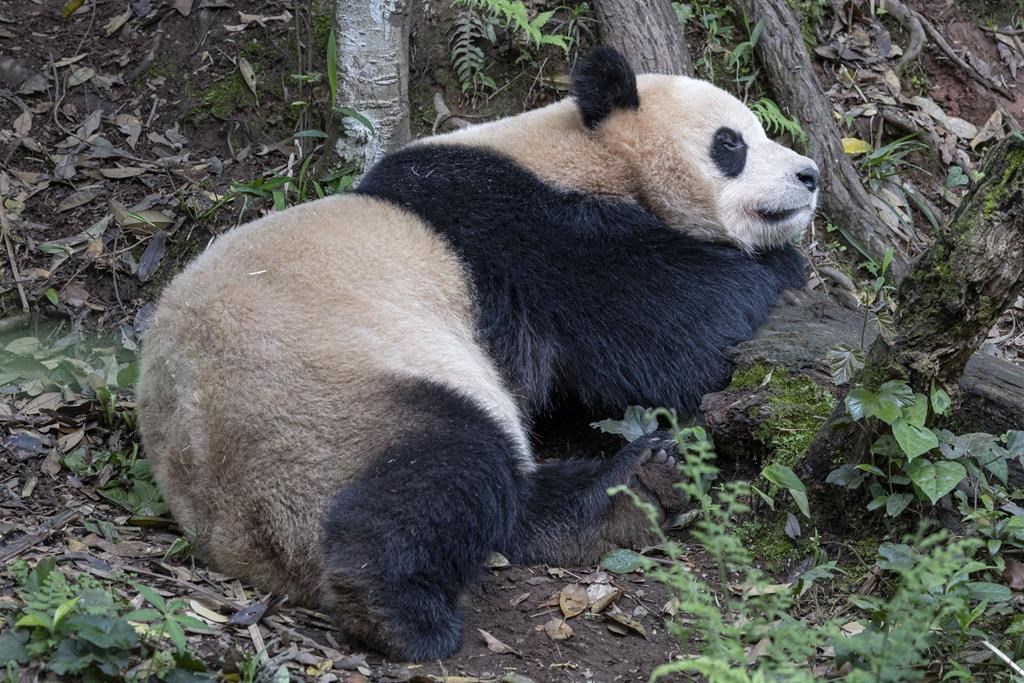 Pair of giant pandas set to travel from China to San Diego Zoo under ...