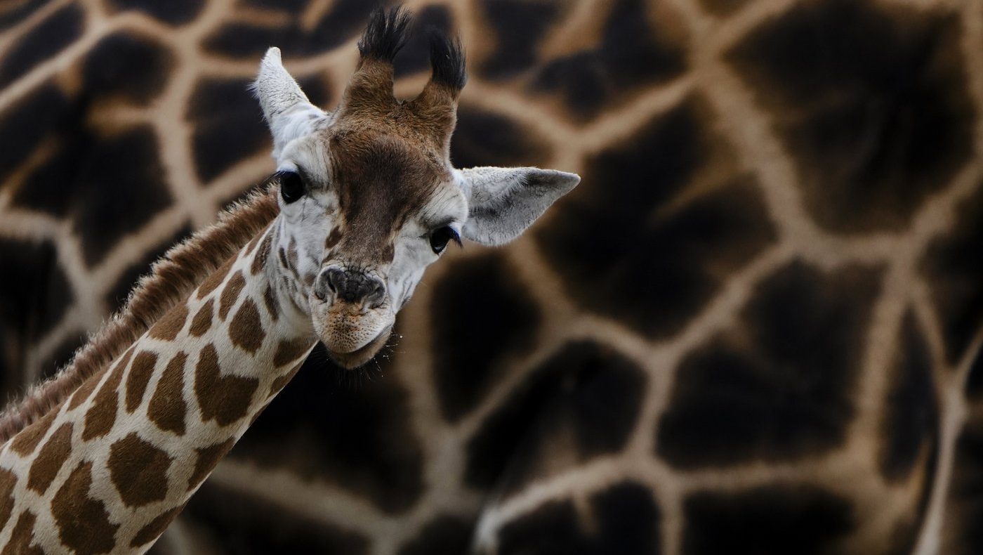 Trailblazer giraffe researcher is now a Canada Heritage Minute