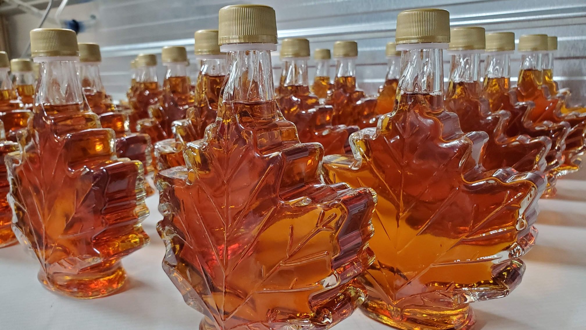 Here's when maple syrup season starts in Waterloo Region