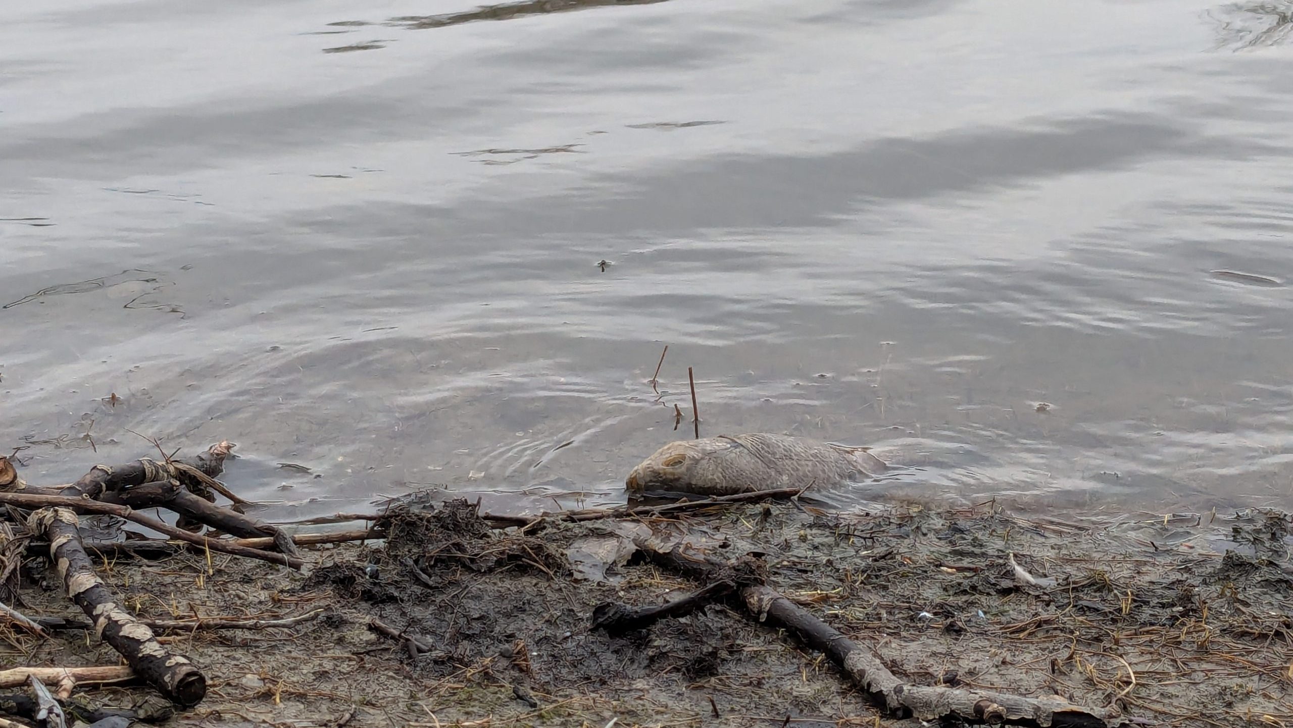 Dead fish in Waterloo pond likely died of natural causes: Expert