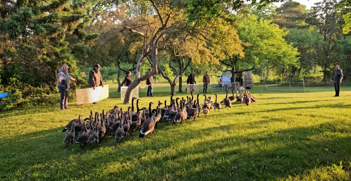 Geese moved from Waterloo Park in pilot program