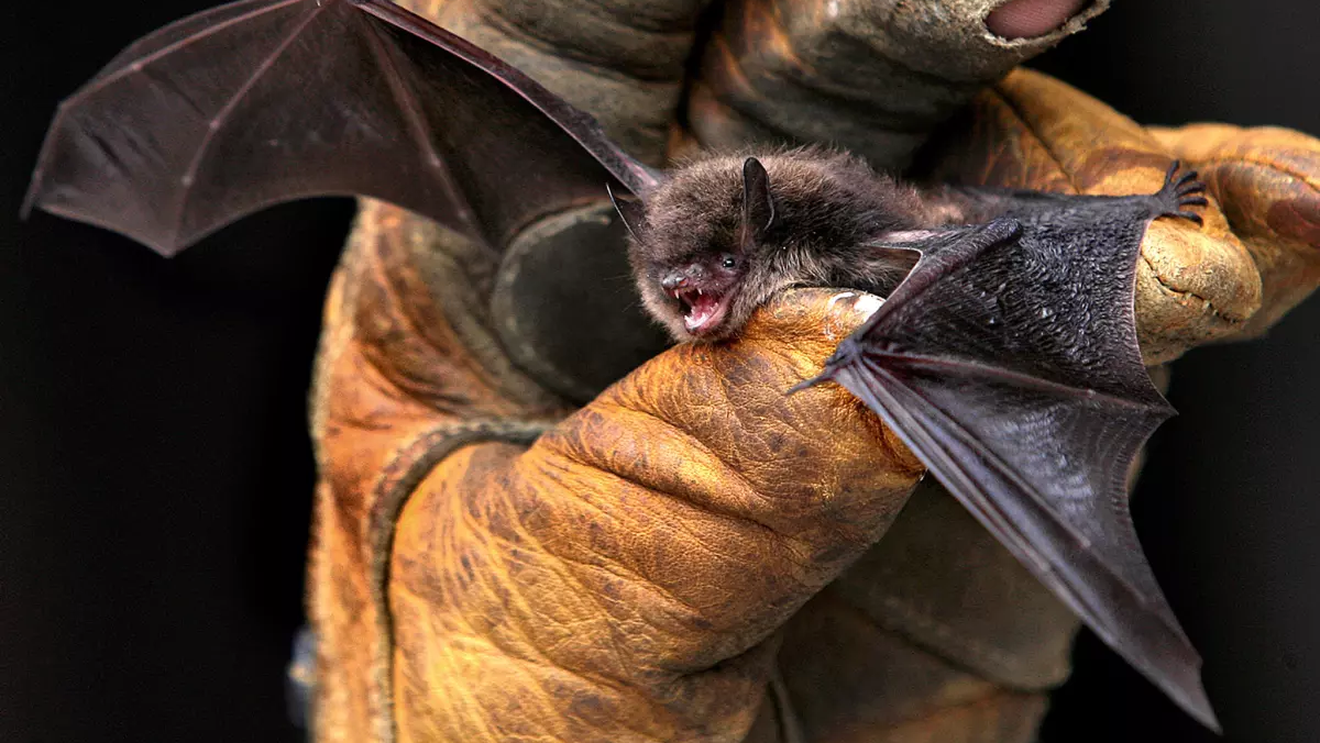One person potentially exposed to rabid bat in Centre Wellington