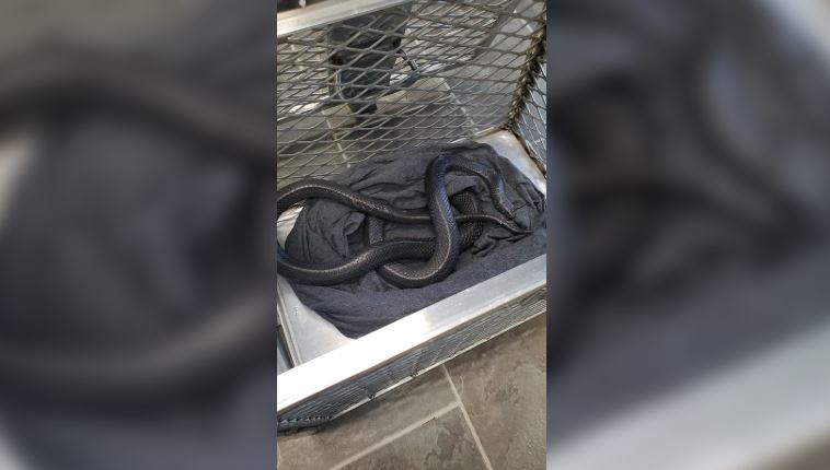 Exotic snake found in Cambridge