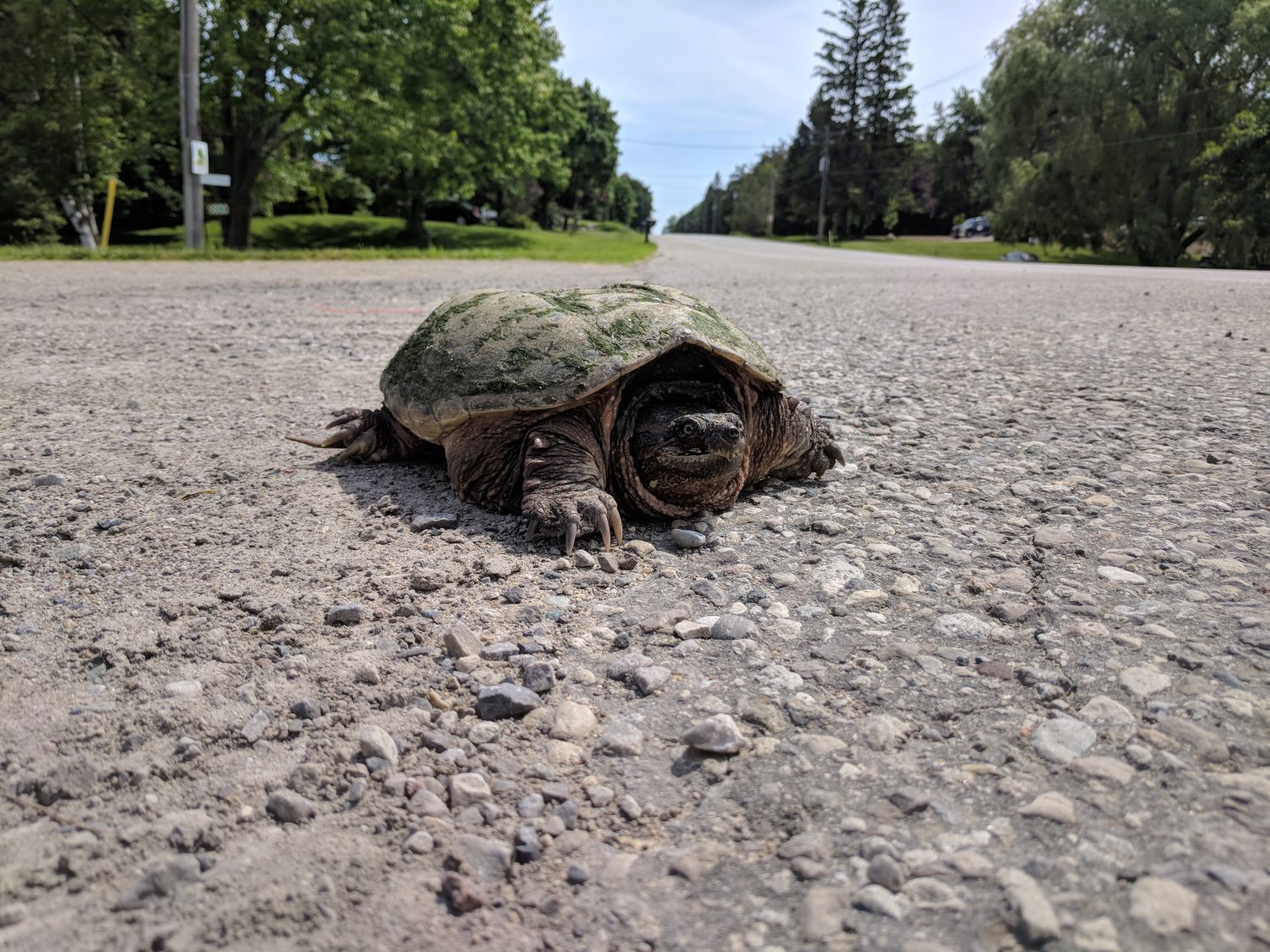 Turtles are on the move in Cambridge and their nests need protection