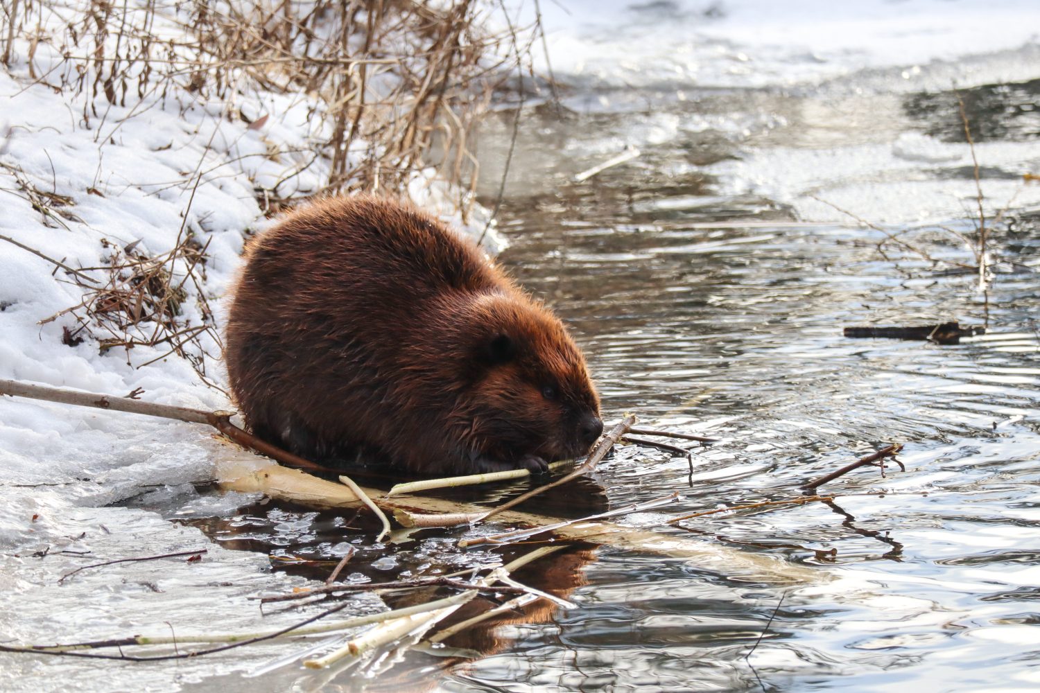 Beaver tales; how a beaver is changing the look of Churchill Park