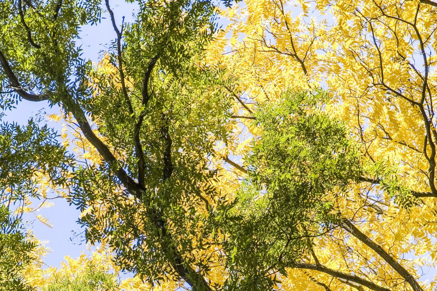 Kitchener to plant over 500 trees