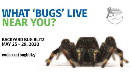 WRDSB launches Backyard Bug Blitz