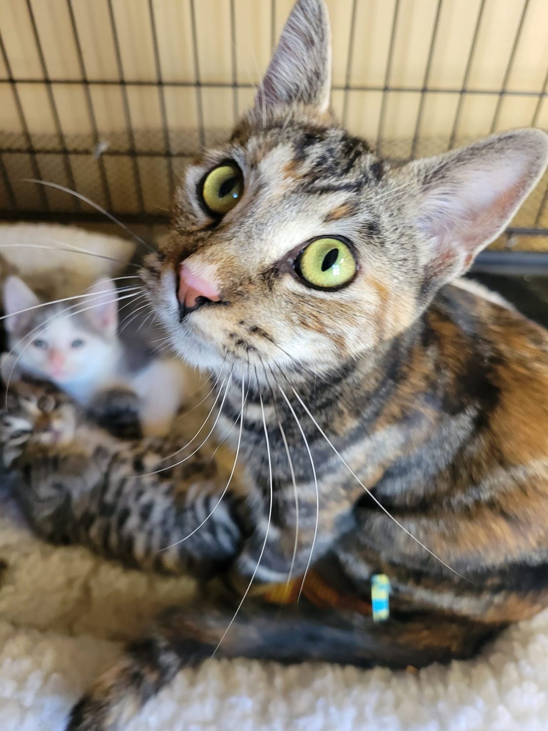 Kitchener Stray Cat Rescue dedicated to rescue, rehabilitation