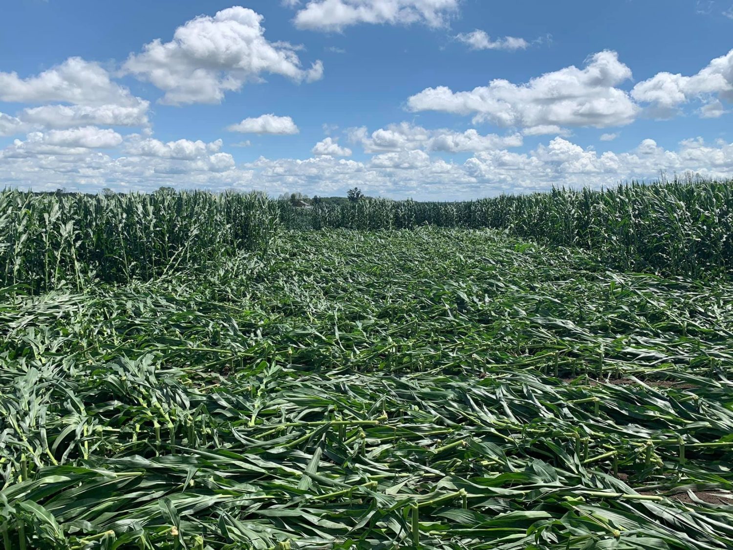 Five tornadoes touched down on July 19 in surrounding areas