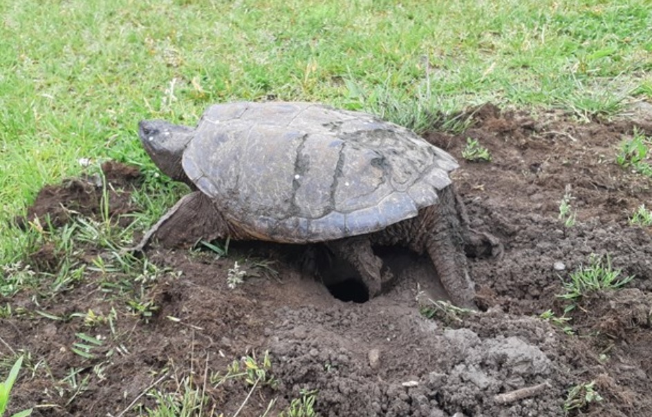 Cambridge residents advocate for turtle tunnel at Can-Amera Parkway